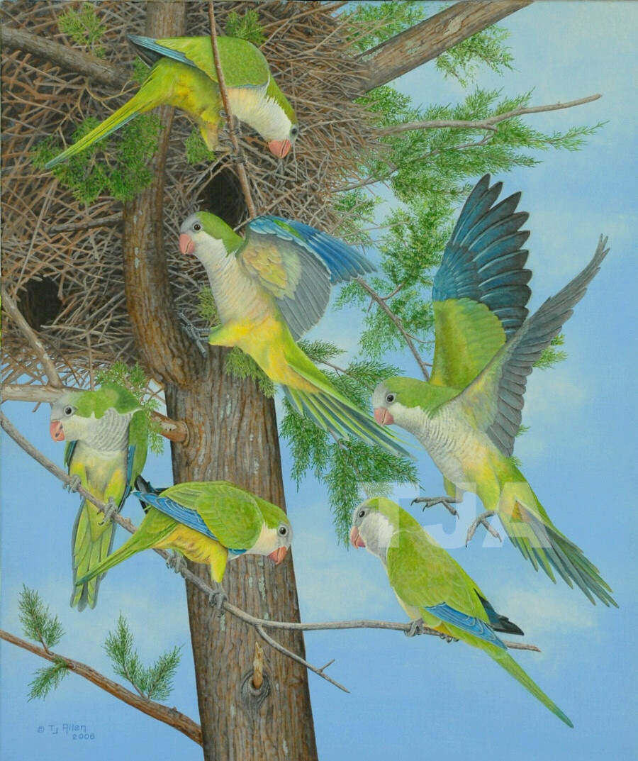 Tom Allen - Butterfly expert and author, Wildlife artist and researcher ...