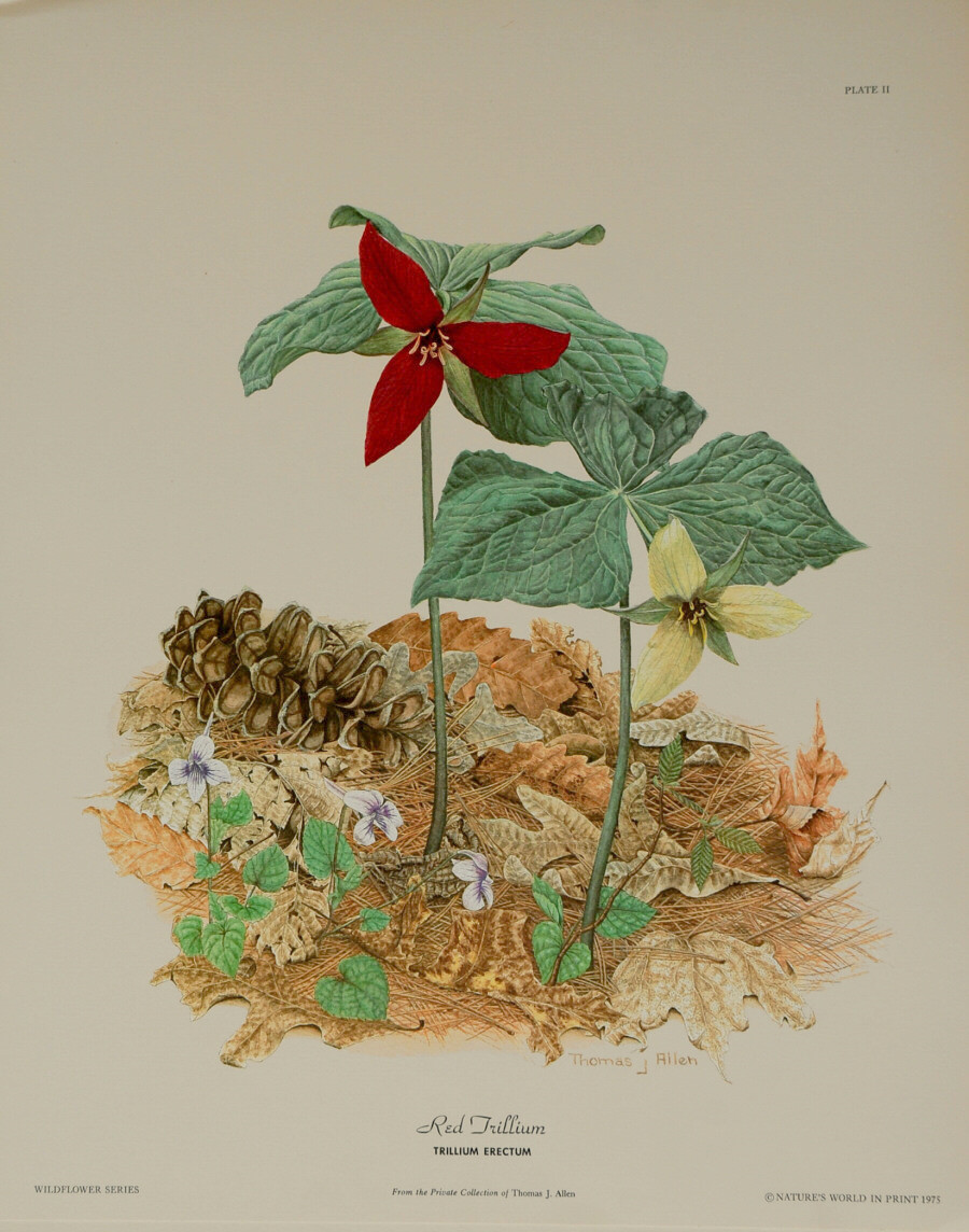 Tom Allen - Butterfly expert and author, Wildlife artist and researcher ...