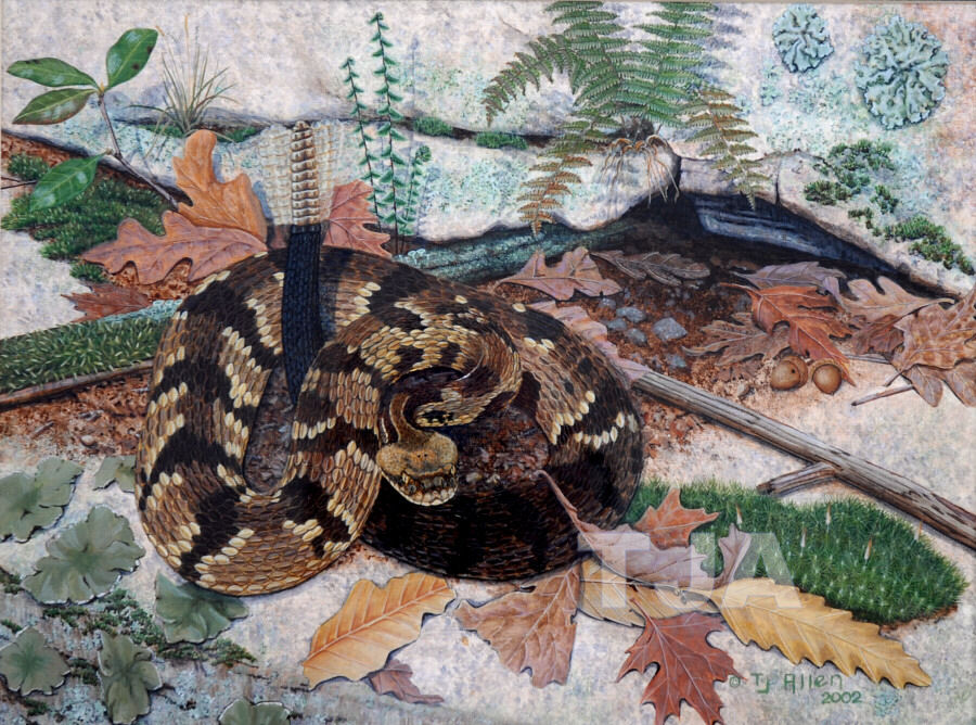 Tom Allen - Butterfly expert and author, Wildlife artist and researcher ...